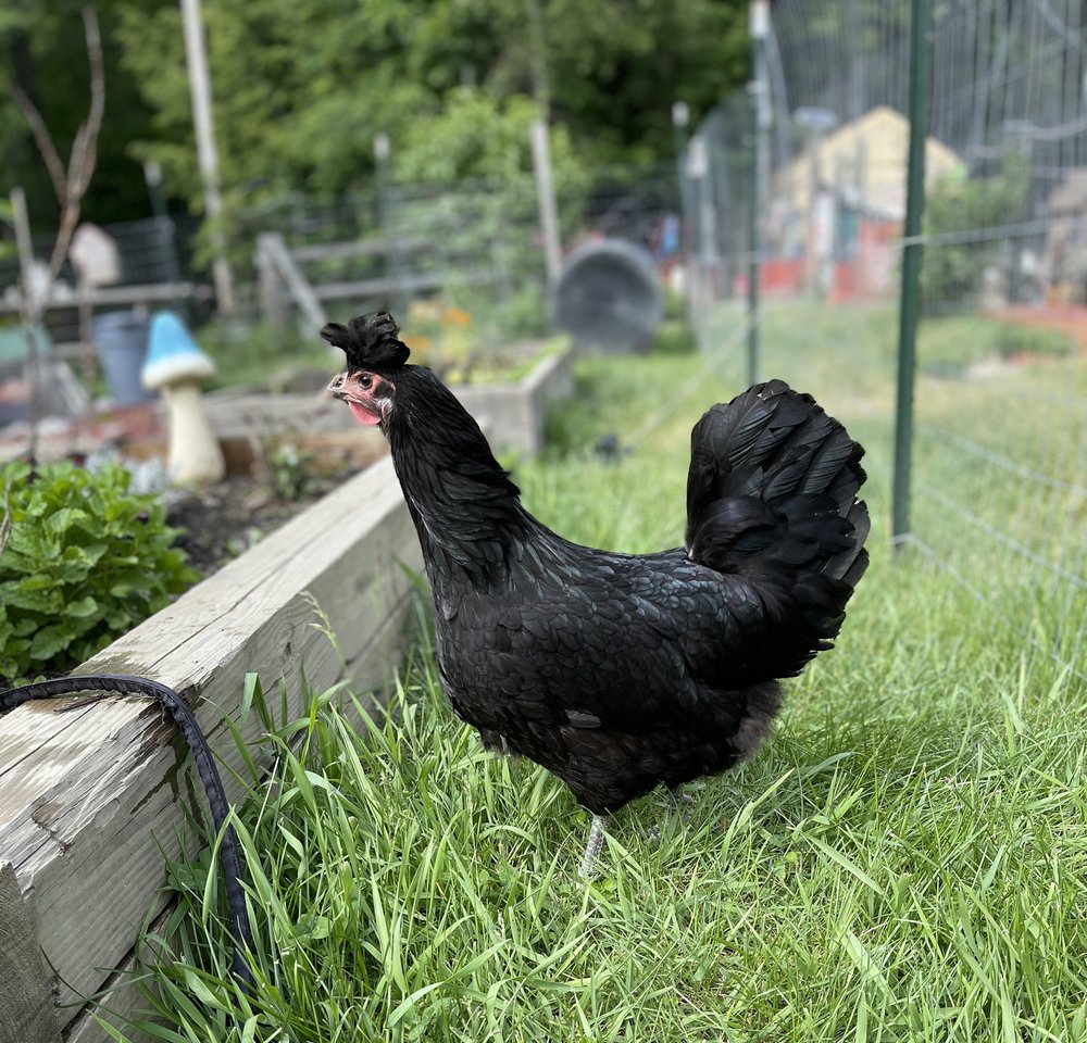 Ayam Cemani Chicks for Sale - Rare Black Chickens | Sugar Feather Farm ...
