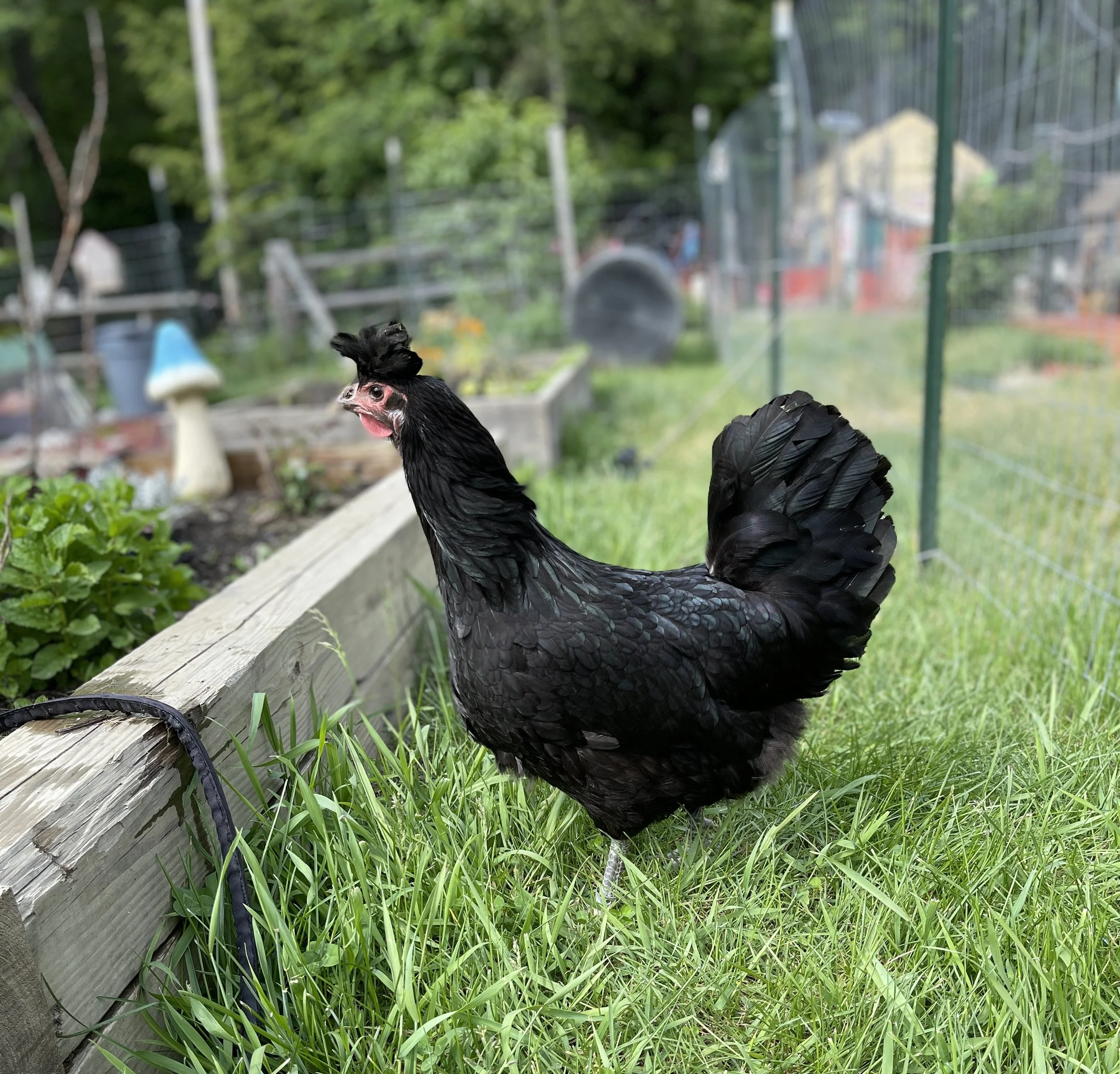 Ayam Cemani Chicks for Sale - Rare Black Chickens | Sugar Feather Farm ...