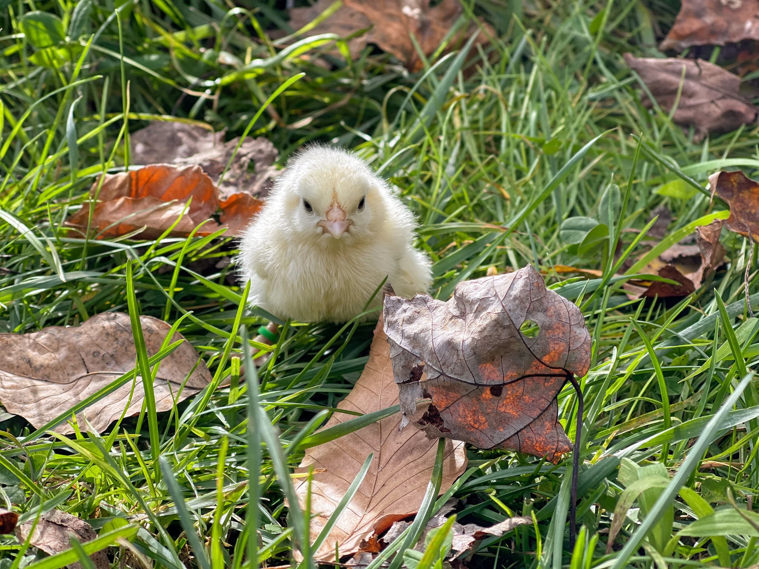 Tolbunt Polish Chicks | Sugar Feather Farm