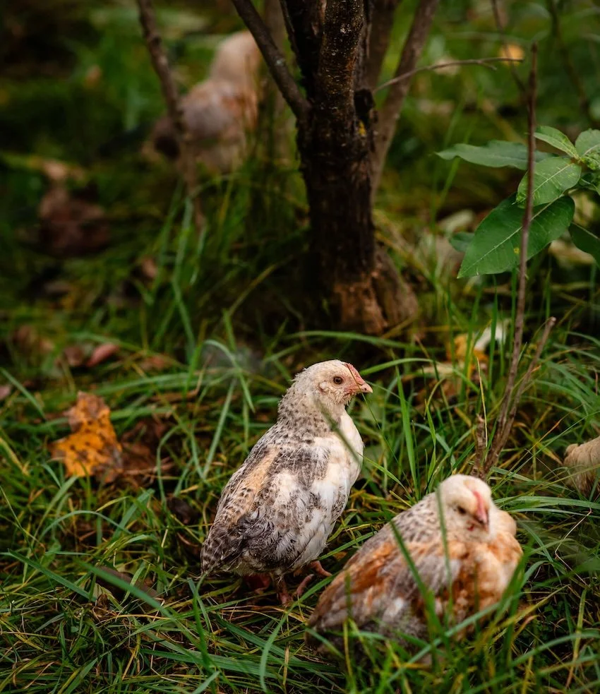 Tolbunt Polish Chicks | Sugar Feather Farm