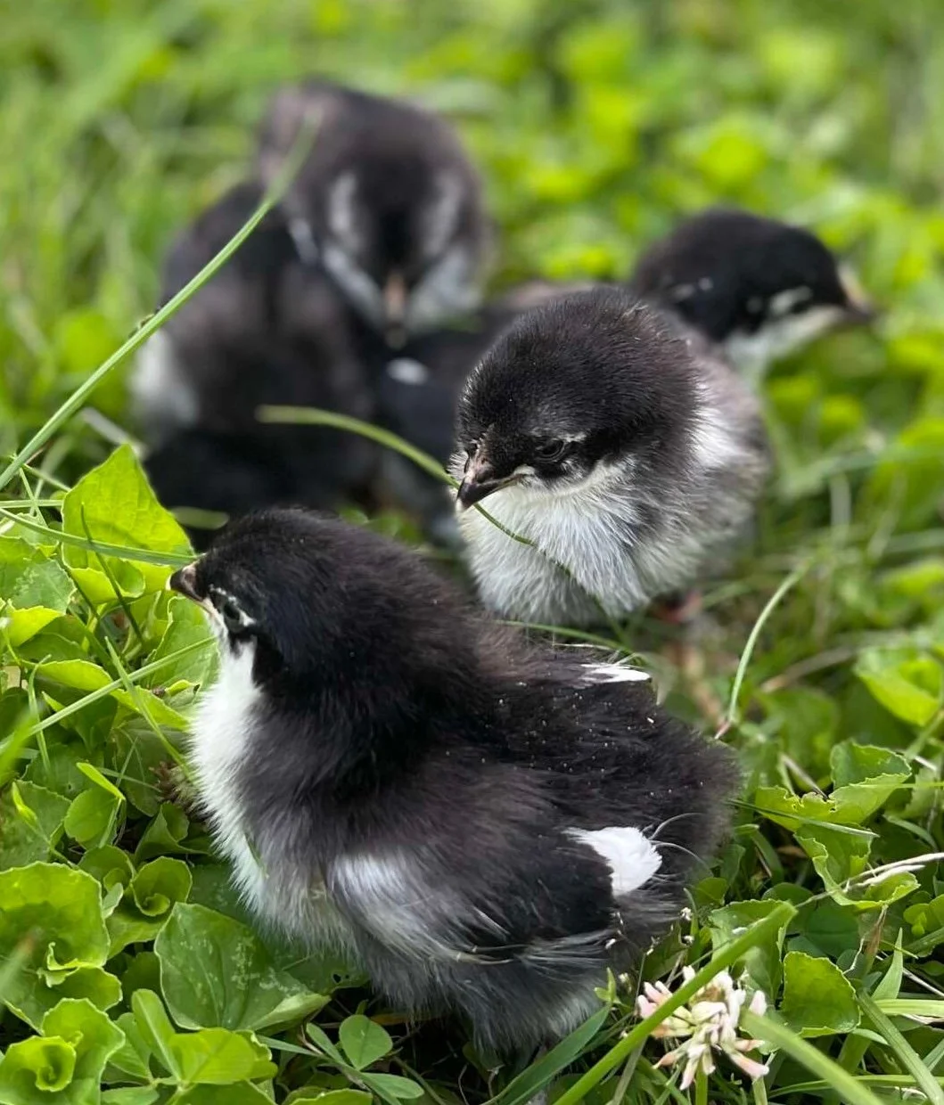 Easter Egger Chicks | Sugar Feather Farm