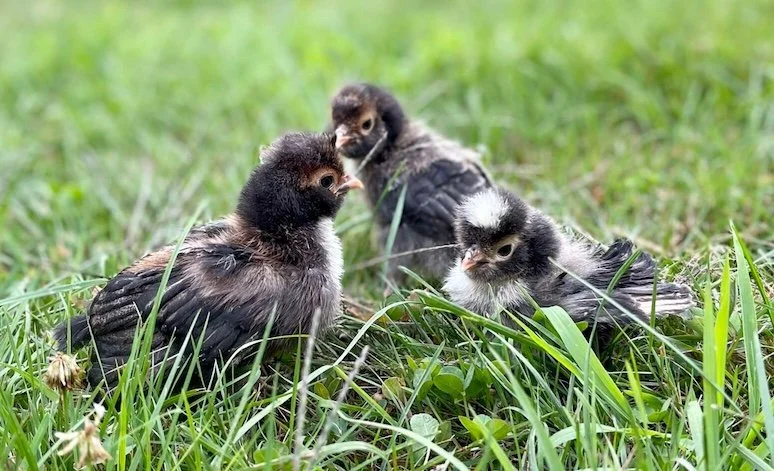 Serama Chicks for Sale | Mini Bantams & Teacup Chickens | Sugar Feather ...