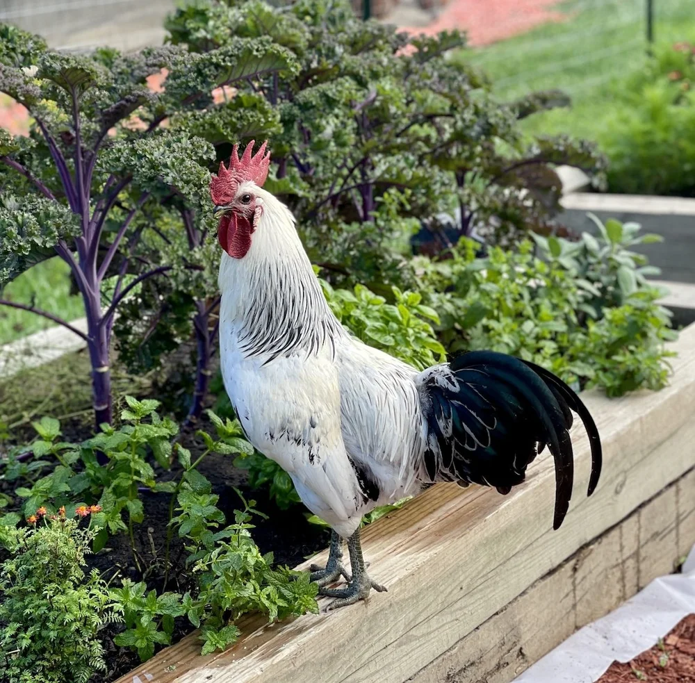 Serama Chicks for Sale | Mini Bantams & Teacup Chickens | Sugar Feather ...