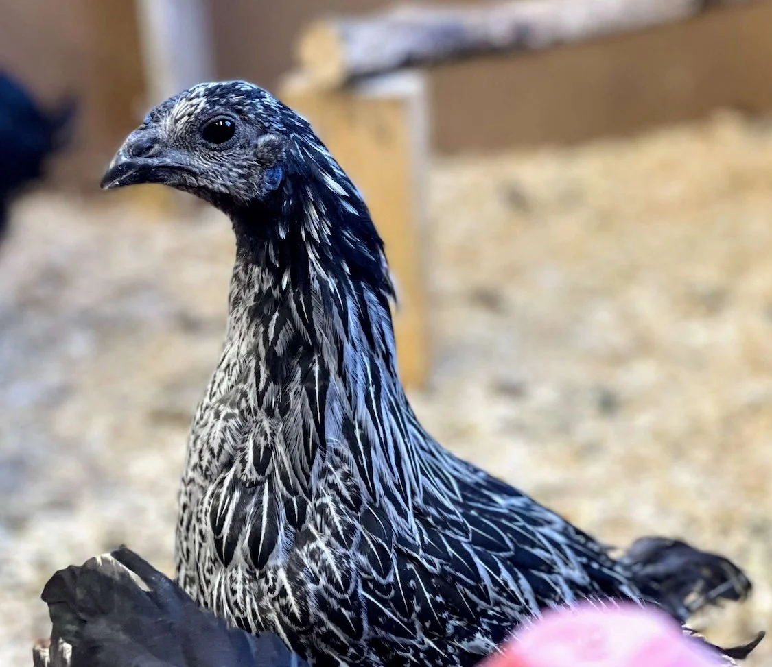 Serama Chicks for Sale | Mini Bantams & Teacup Chickens | Sugar Feather ...