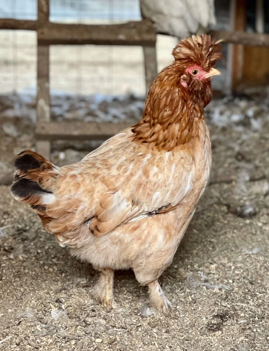 Serama Chicks for Sale | Mini Bantams & Teacup Chickens | Sugar Feather ...