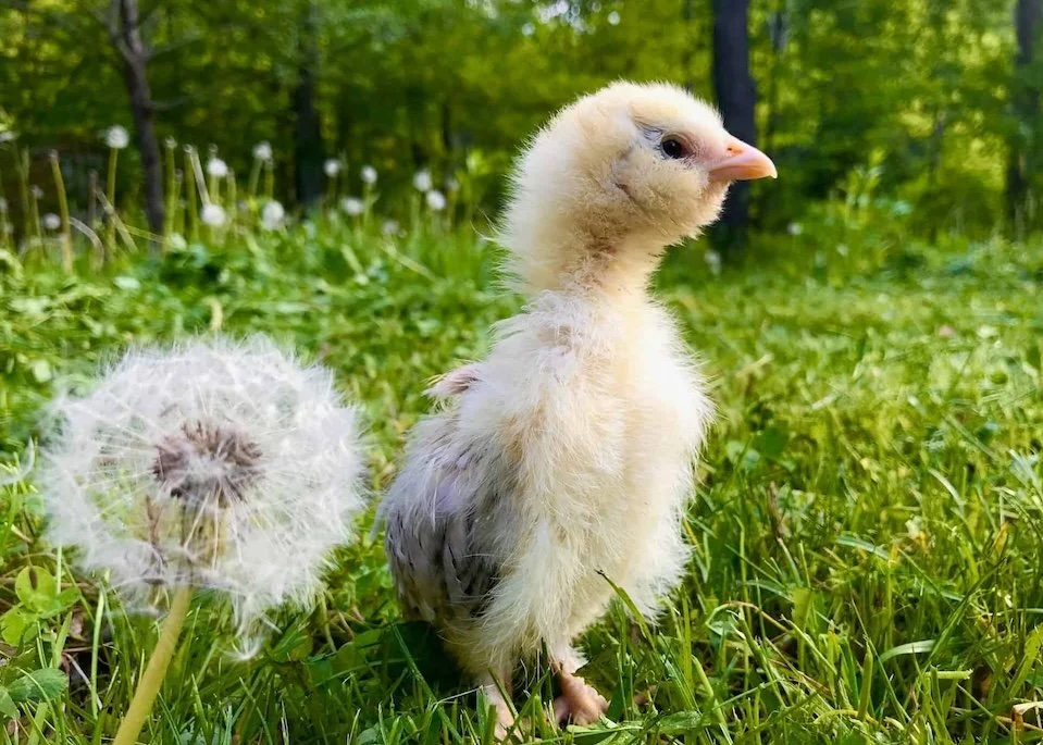Gold Laced Polish Chicks | Sugar Feather Farm
