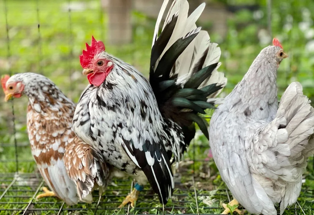 Serama Chicks for Sale | Mini Bantams & Teacup Chickens | Sugar Feather ...