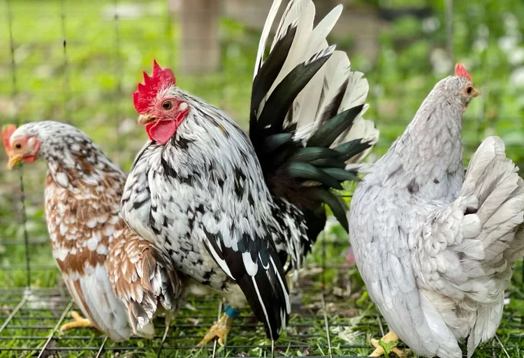 Serama Chicks for Sale | Mini Bantams & Teacup Chickens | Sugar Feather ...