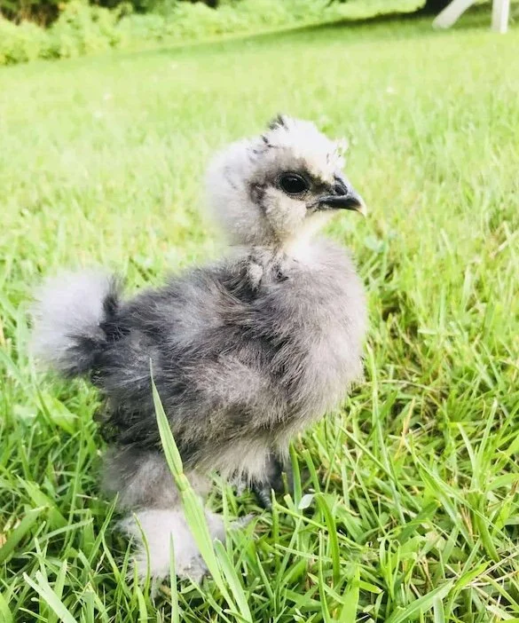Serama Chicks for Sale | Mini Bantams & Teacup Chickens | Sugar Feather ...
