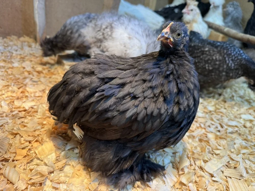 Tolbunt Polish Chicks | Sugar Feather Farm