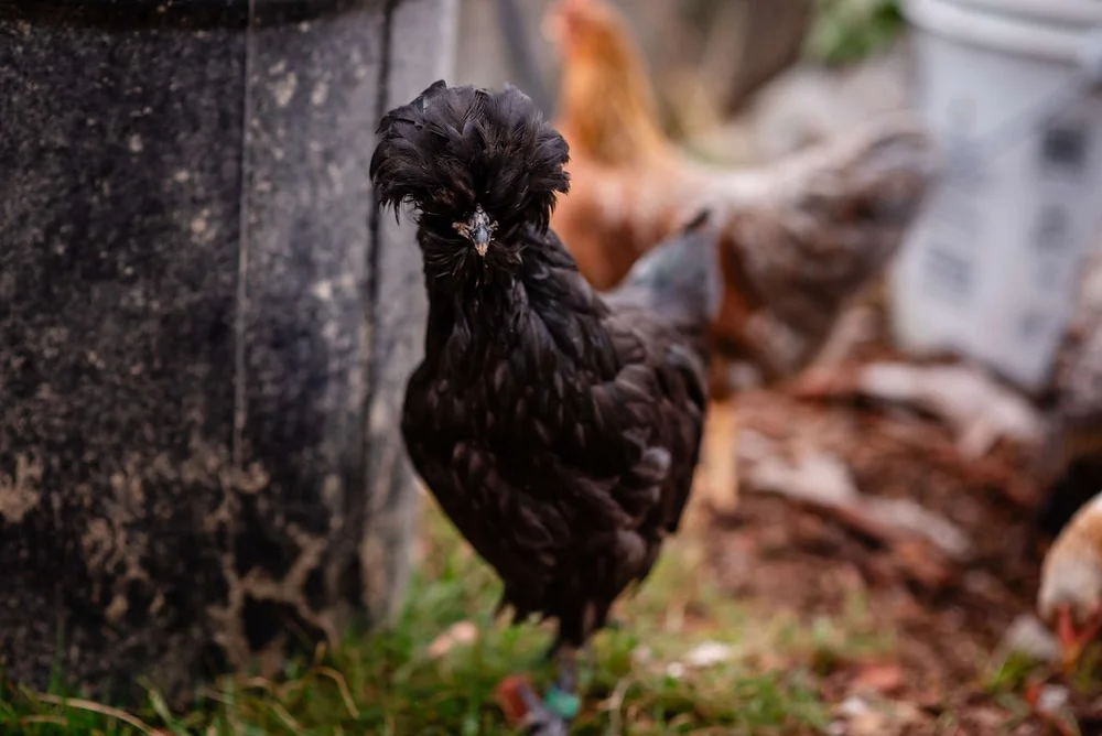 Serama Chicks for Sale | Mini Bantams & Teacup Chickens | Sugar Feather ...