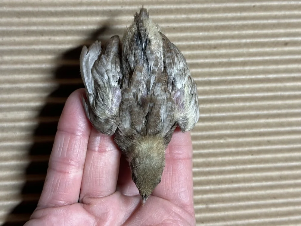 Button Quail Birds For Sale | Sugar Feather Farm