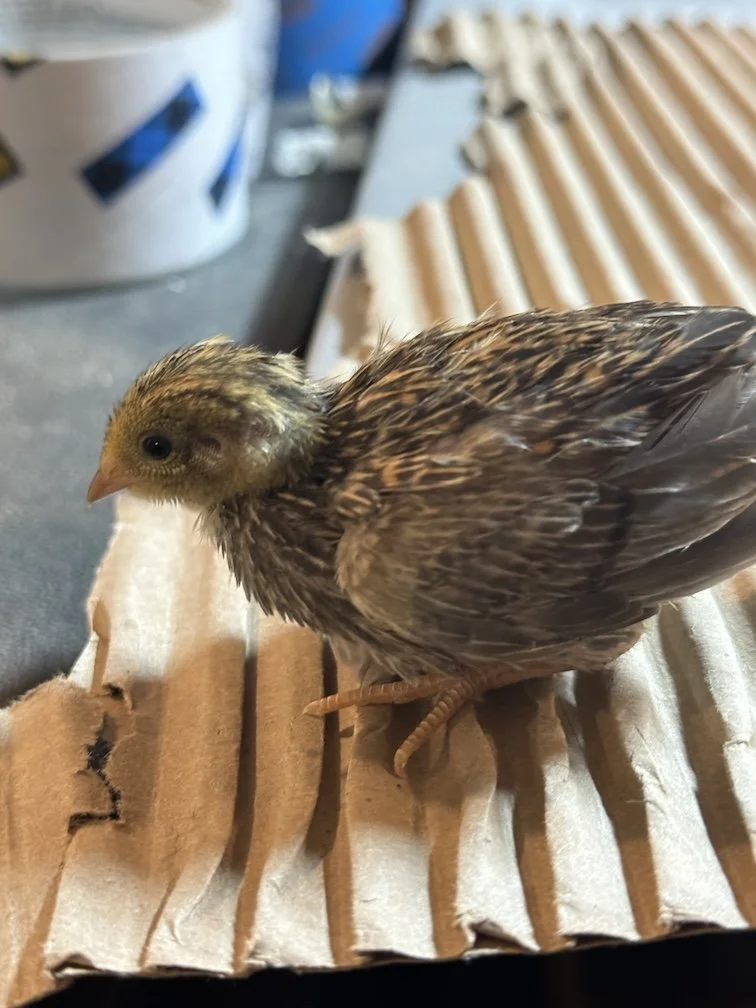 Button Quail Chicks | Sugar Feather Farm