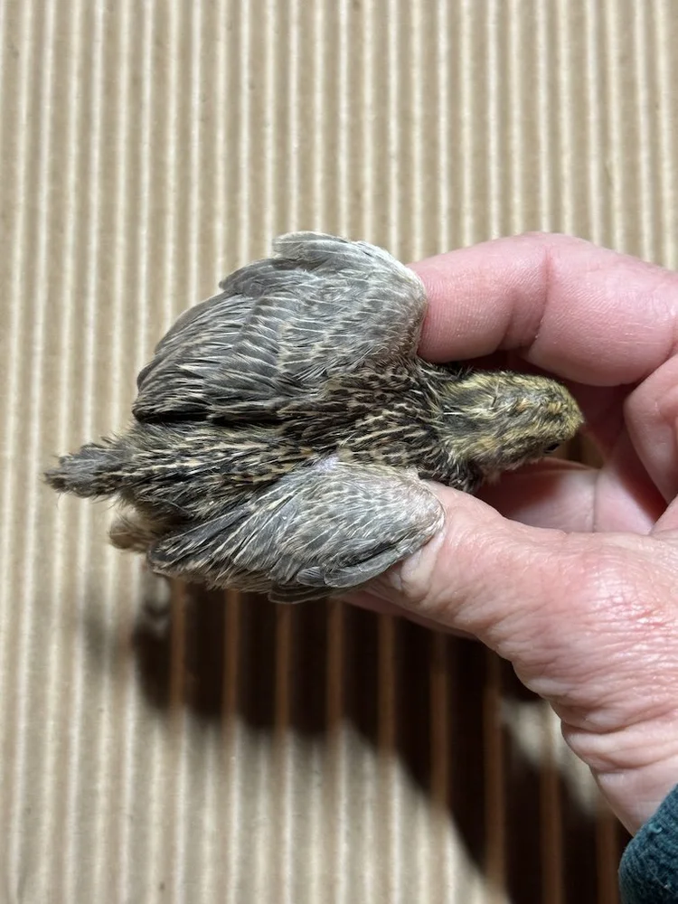 Button Quail Unsexed Chicks | Sugar Feather Farm