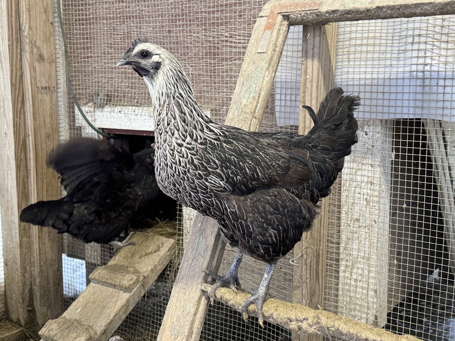 Serama Chicks for Sale | Mini Bantams & Teacup Chickens | Sugar Feather ...