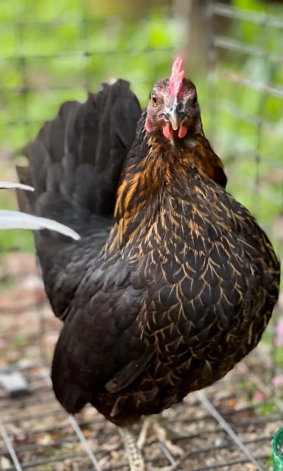 Serama Chicks for Sale | Mini Bantams & Teacup Chickens | Sugar Feather ...