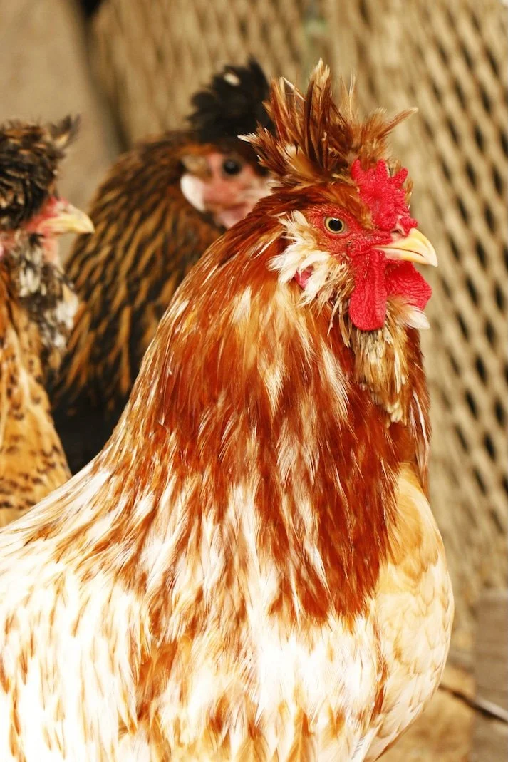 Serama Chicks for Sale | Mini Bantams & Teacup Chickens | Sugar Feather ...