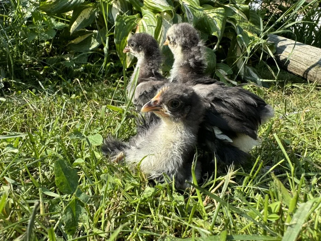Tolbunt Polish Chicks | Sugar Feather Farm