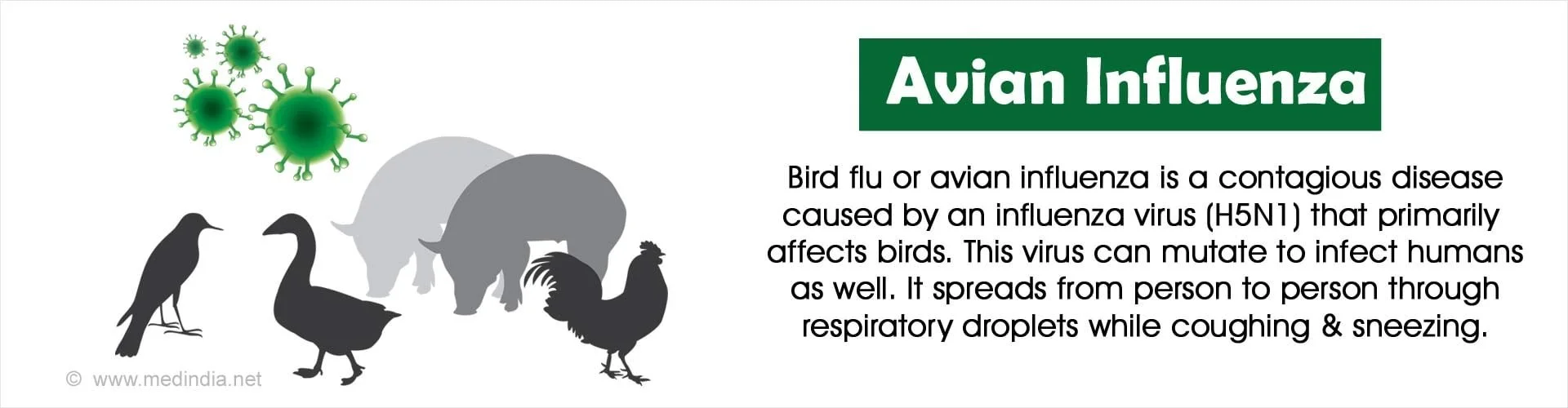 Avian Influenza — Understanding and Prevention — Sugar Feather Farm | Sugar Feather Farm