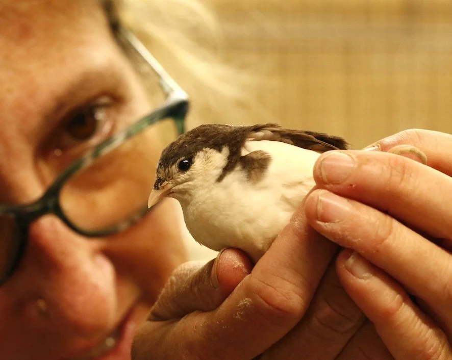 Button Quail Chicks | Sugar Feather Farm