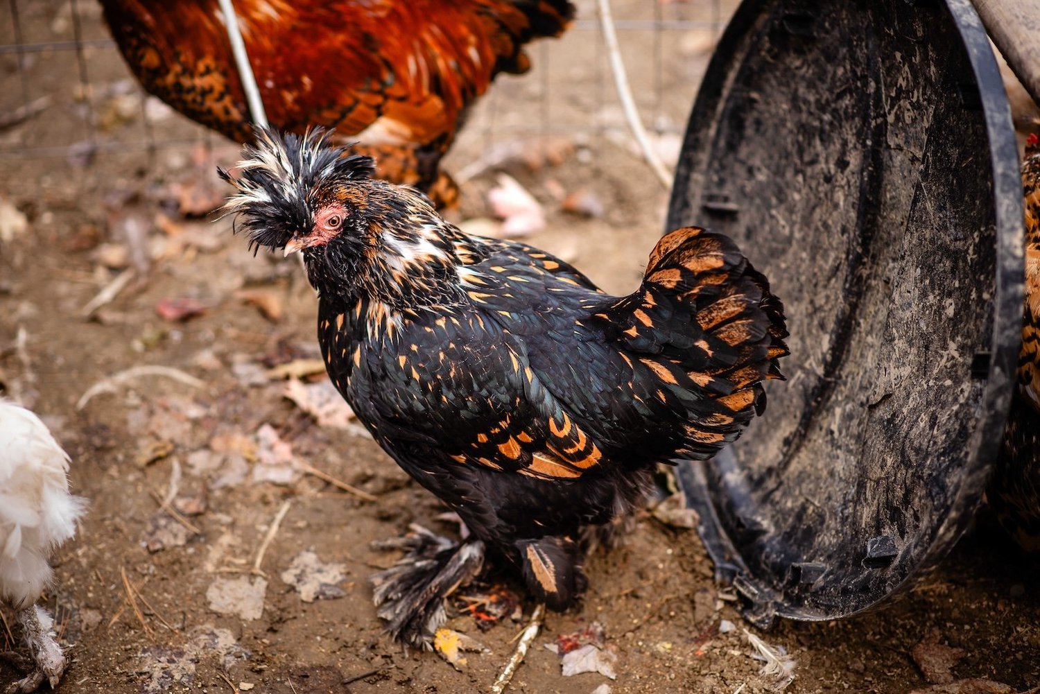 Serama Chicks for Sale | Mini Bantams & Teacup Chickens | Sugar Feather ...