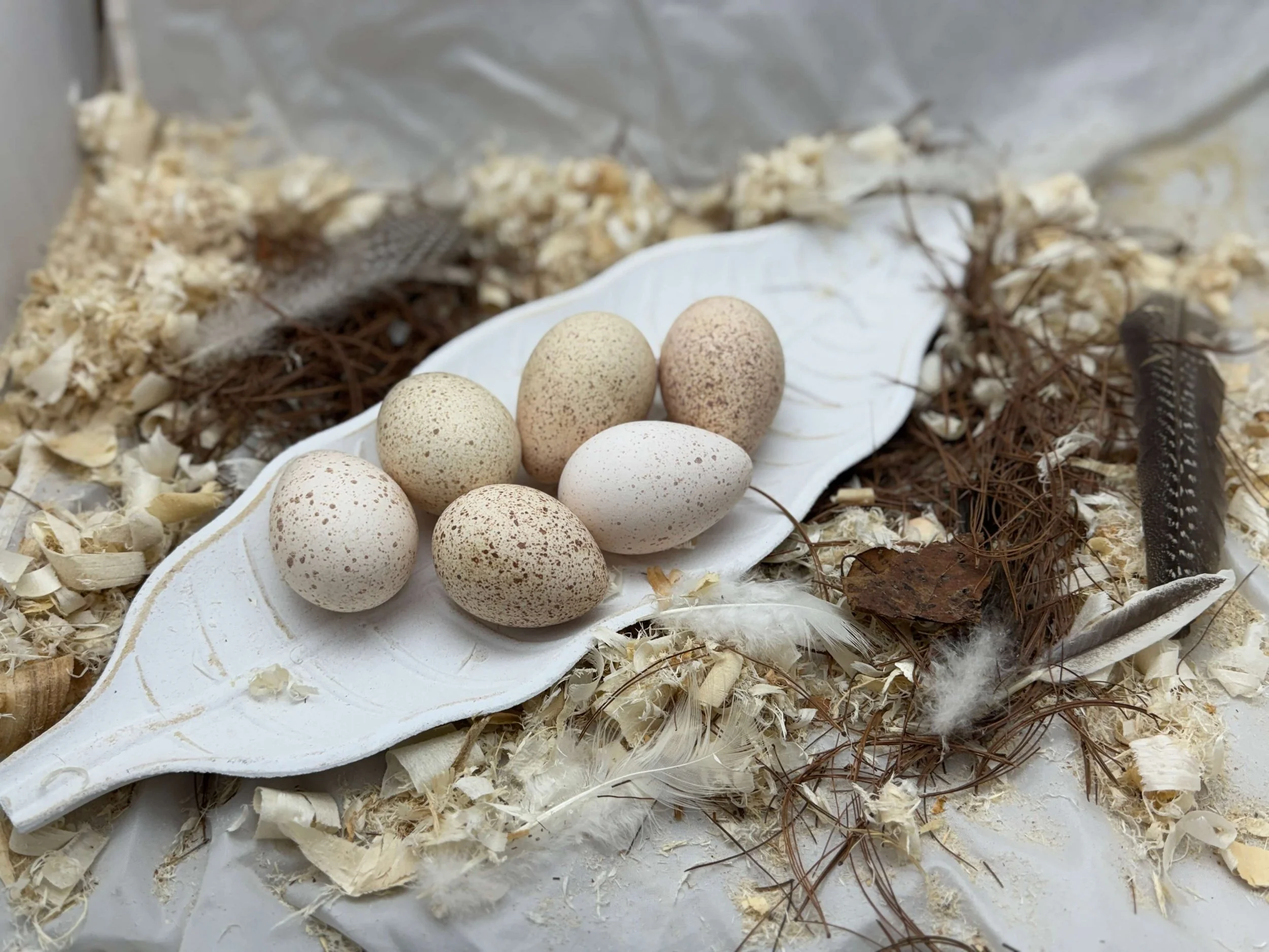 Heritage Turkey | Sugar Feather Farm