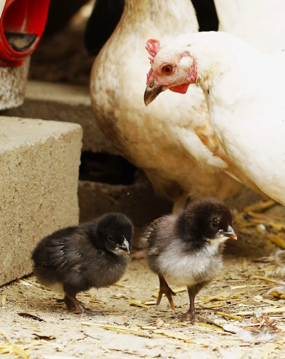 Silkie Showgirl Chick | Sugar Feather Farm