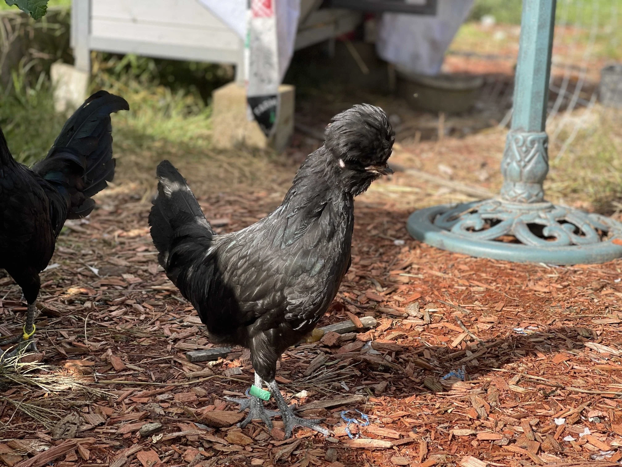 Serama Chicks for Sale | Mini Bantams & Teacup Chickens | Sugar Feather ...
