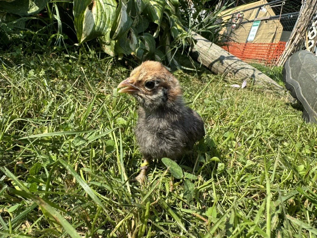 Rare Breed Mystery Chick Bundle - Buy 6 Chicks | Sugar Feather Farm ...
