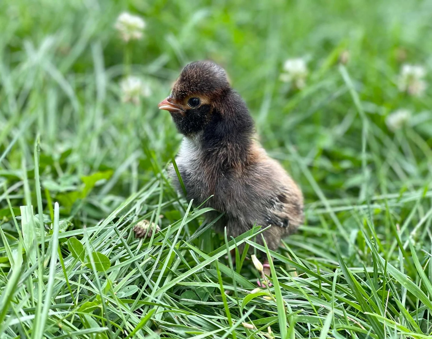 Silkie Showgirl Chick | Sugar Feather Farm