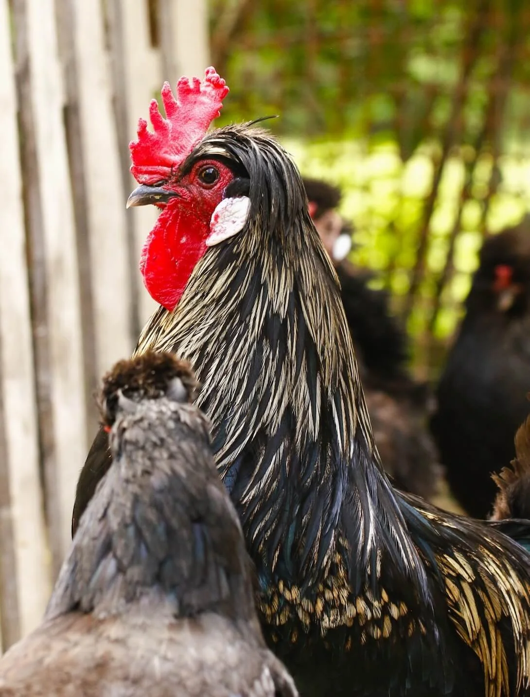 Seranaise Starter Pullet | Sugar Feather Farm
