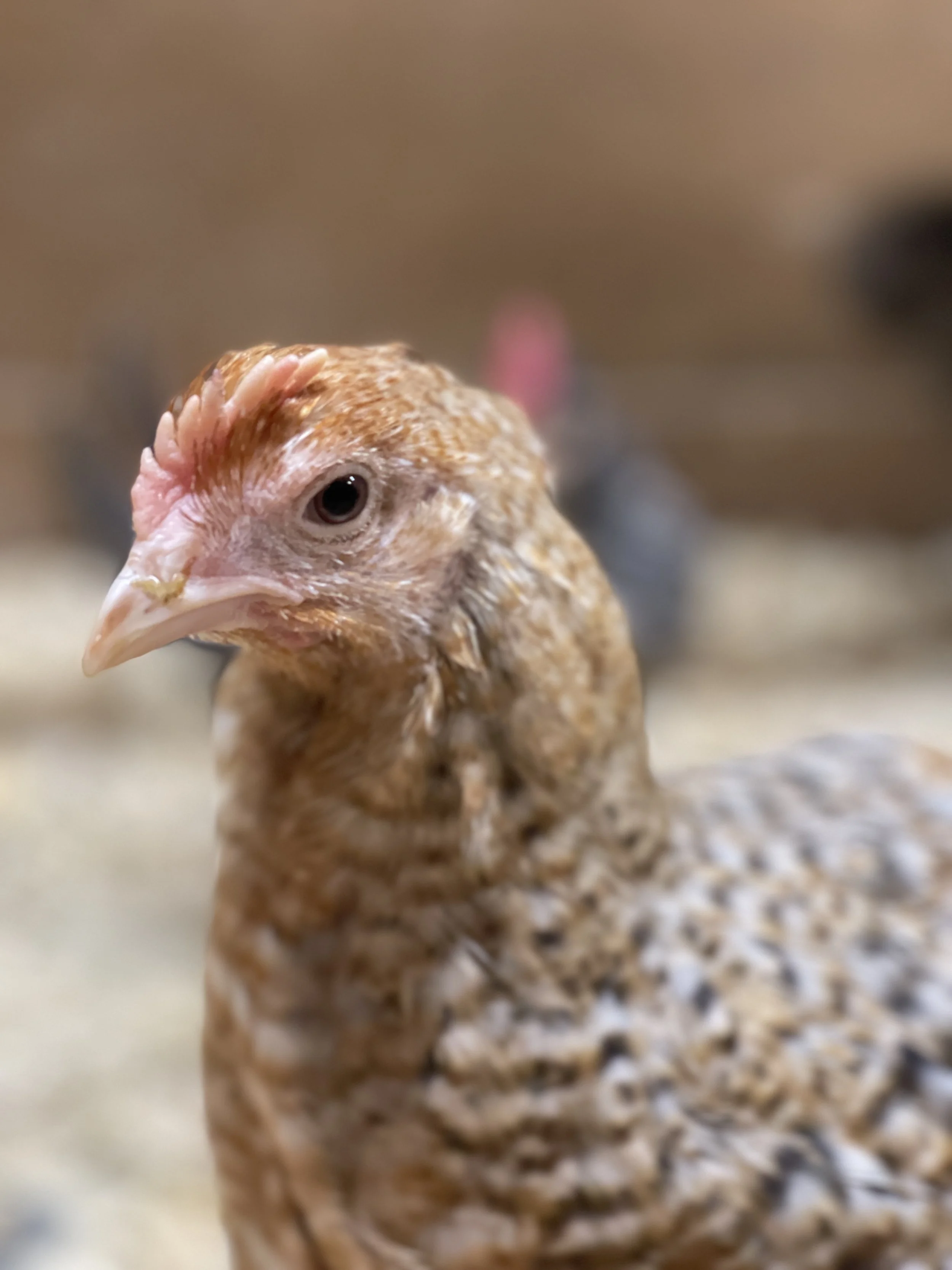 Serama Chicks for Sale | Mini Bantams & Teacup Chickens | Sugar Feather ...
