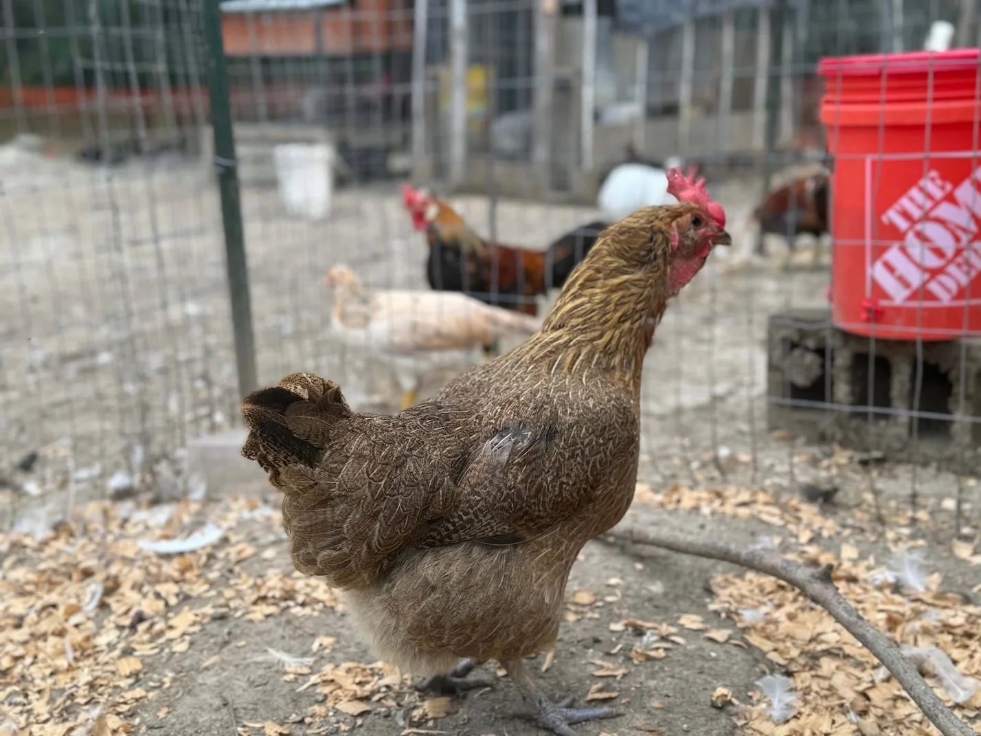 Easter Egger Chicks | Sugar Feather Farm