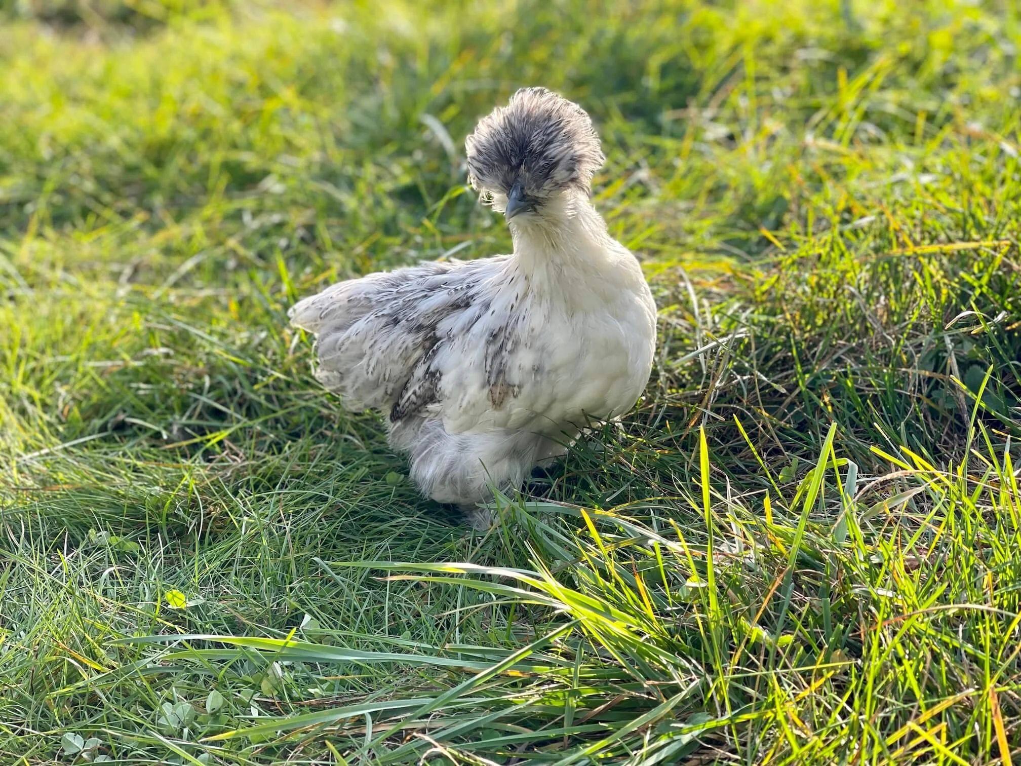 Serama Chicks for Sale | Mini Bantams & Teacup Chickens | Sugar Feather ...