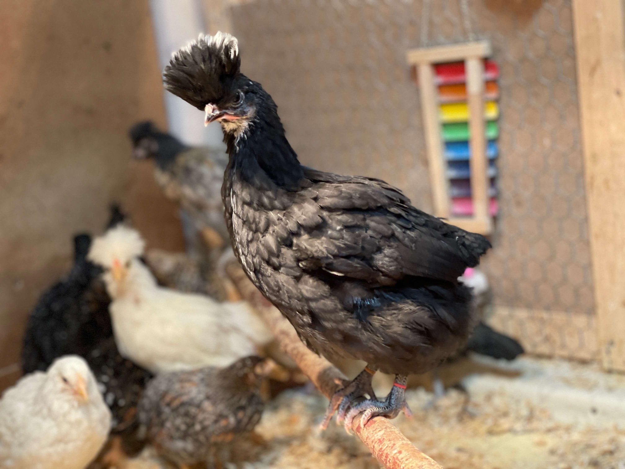Serama Chicks for Sale | Mini Bantams & Teacup Chickens | Sugar Feather ...