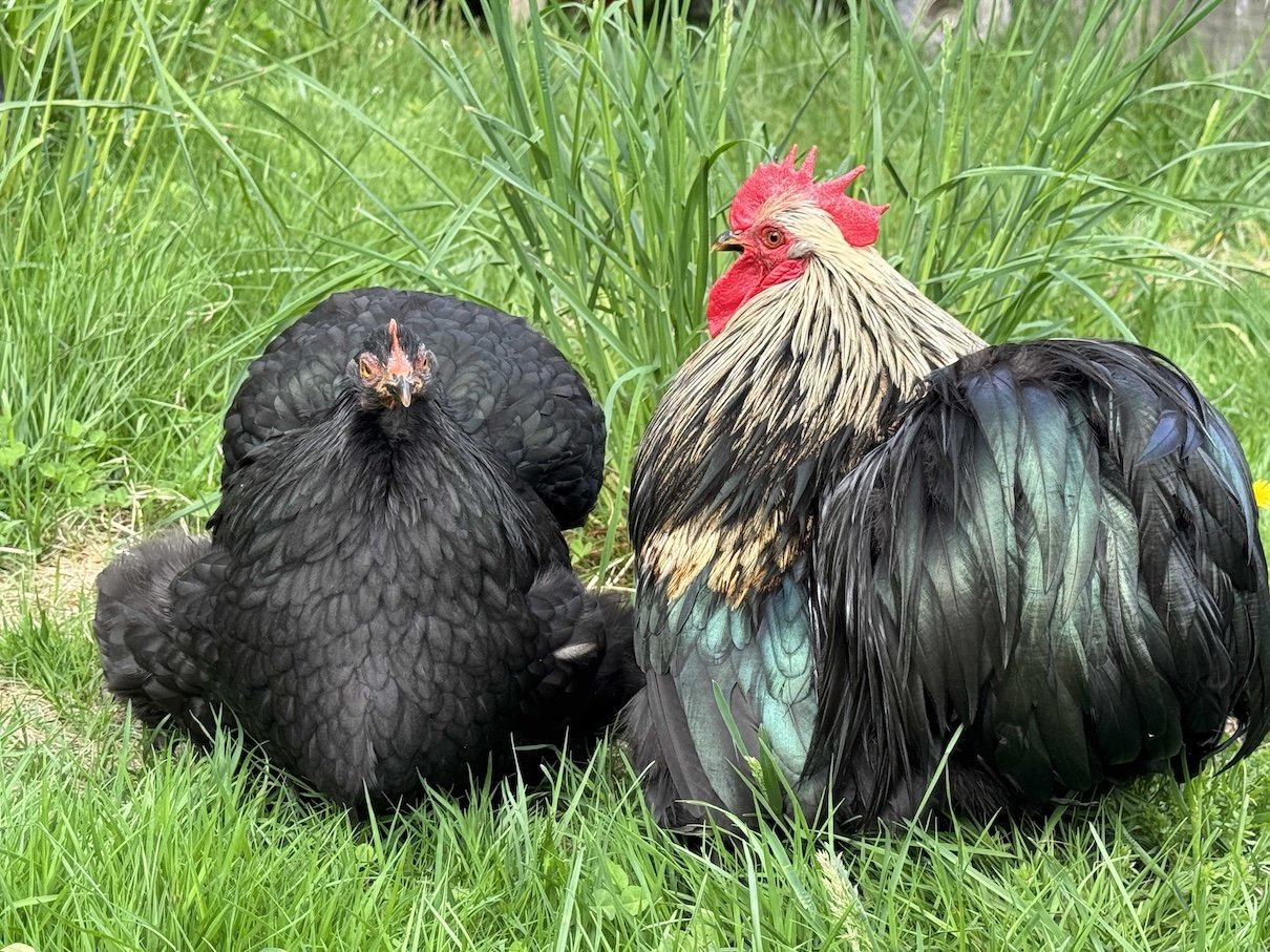 Tolbunt Polish Chicks | Sugar Feather Farm