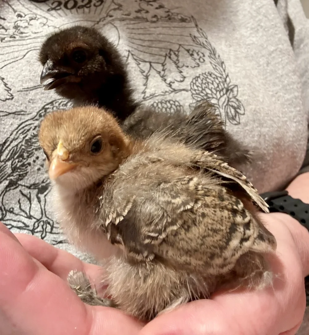 icelandic Chicks | Sugar Feather Farm