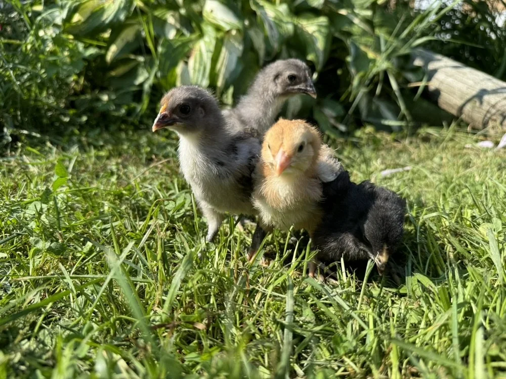 Silkie Showgirl Chick | Sugar Feather Farm