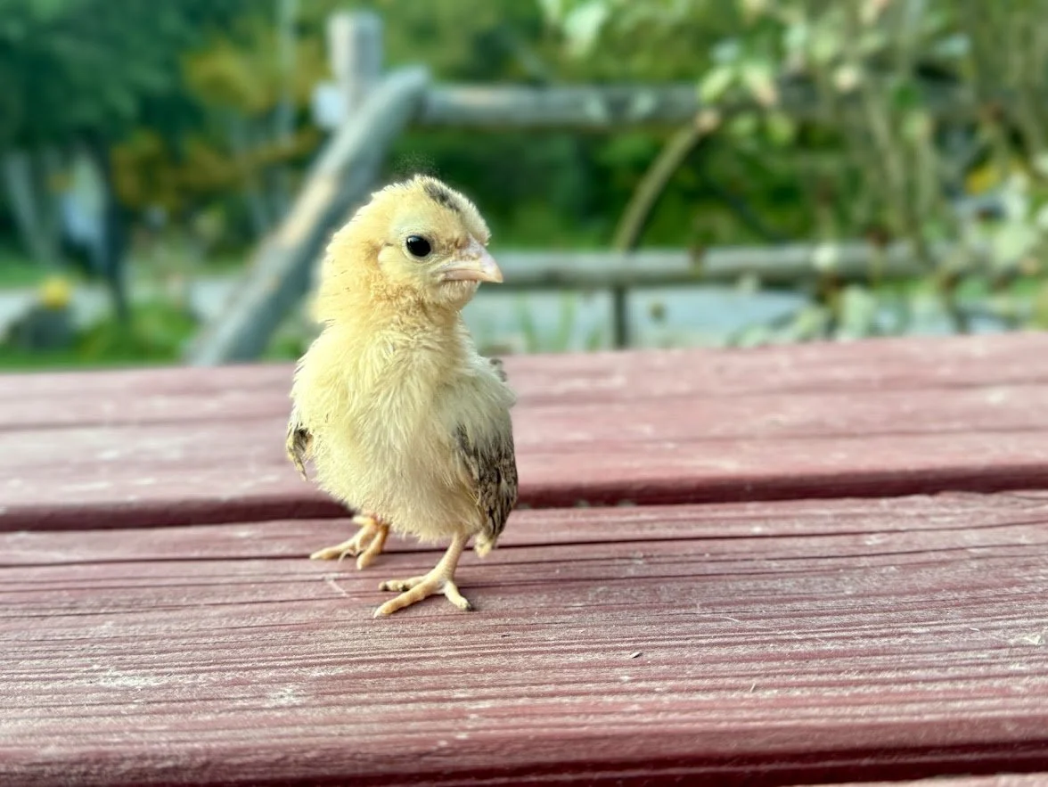 True Blue Chicken Chicks | Blue Egg Layers | Sugar Feather Farm