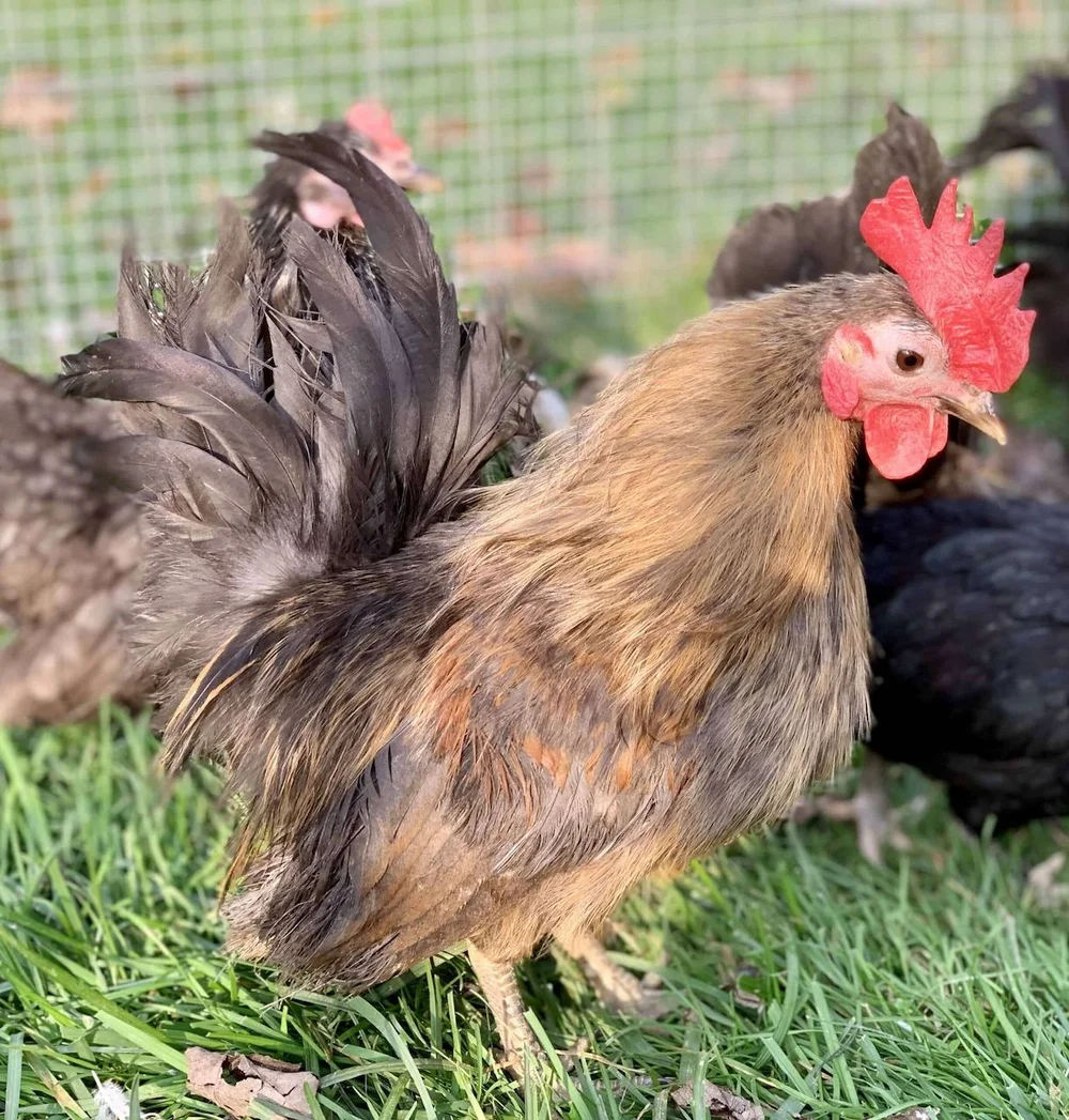 All About Chicken Combs! | Sugar Feather Farm