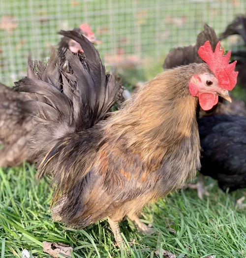 All About Chicken Combs! | Sugar Feather Farm