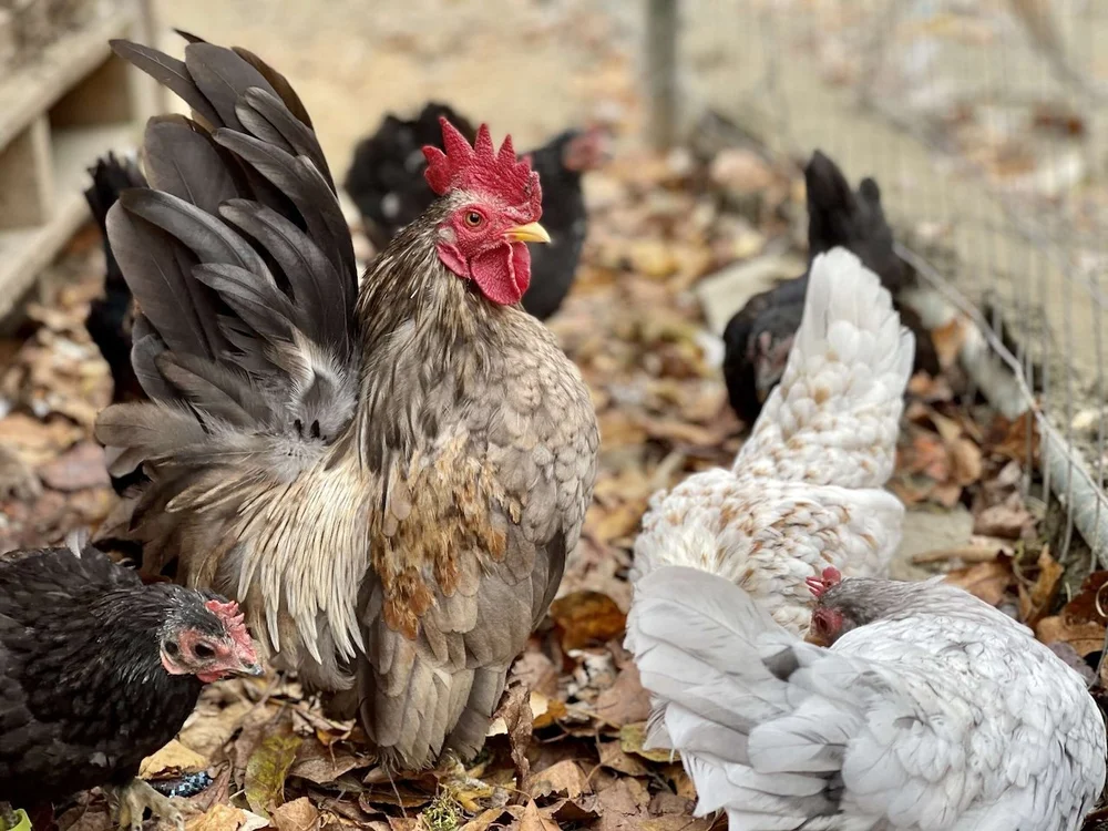 Serama Chicks for Sale | Mini Bantams & Teacup Chickens | Sugar Feather ...