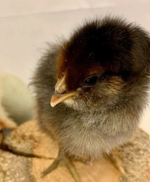 Easter Egger Chicks | Sugar Feather Farm