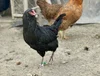 Ayam Cemani Chicks for Sale - Rare Black Chickens | Sugar Feather Farm ...