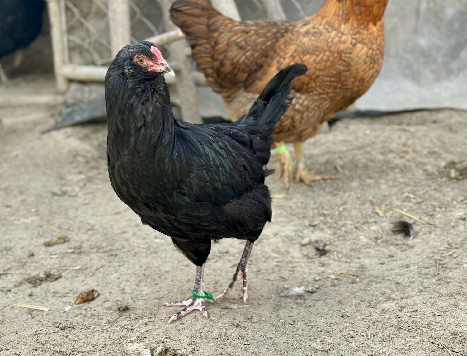 Ayam Cemani Chicks for Sale - Rare Black Chickens | Sugar Feather Farm ...