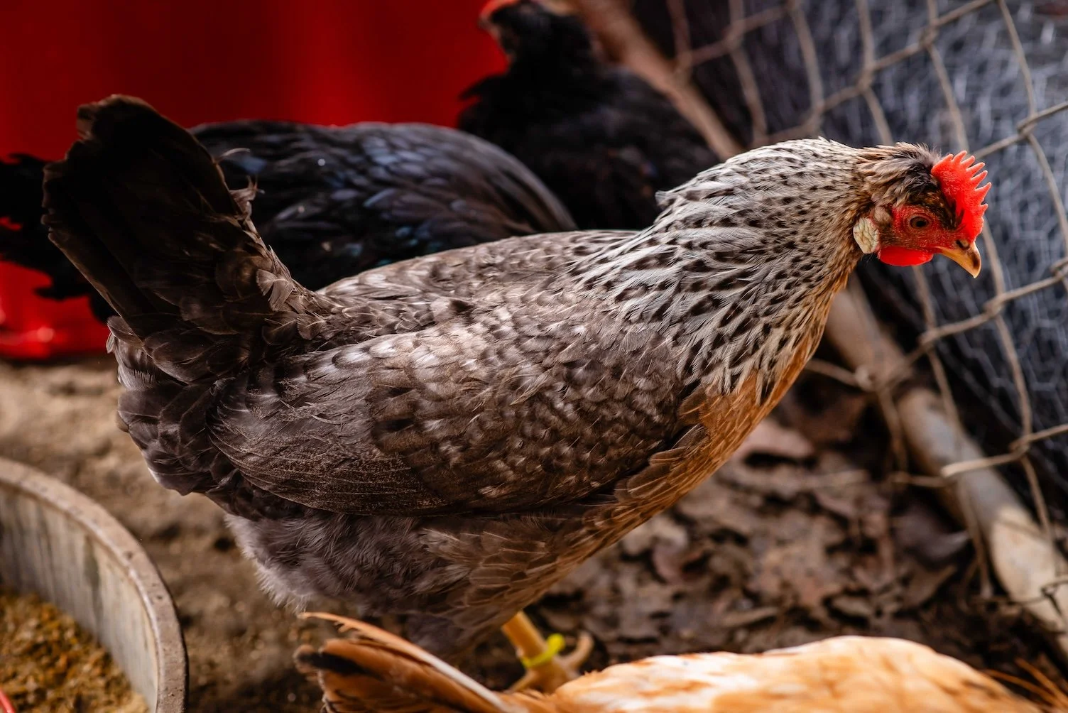 Serama Chicks for Sale | Mini Bantams & Teacup Chickens | Sugar Feather ...