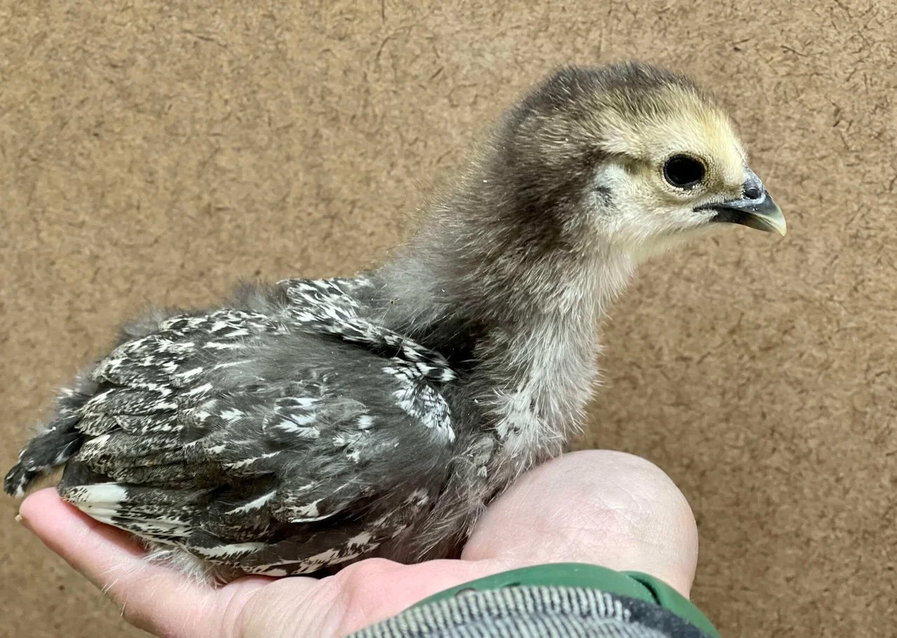 Silkie Showgirl Chick | Sugar Feather Farm