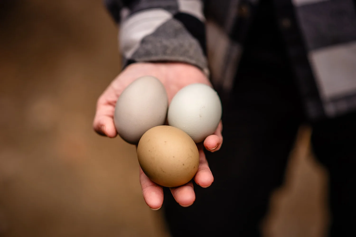 Tolbunt Polish Chicks | Sugar Feather Farm