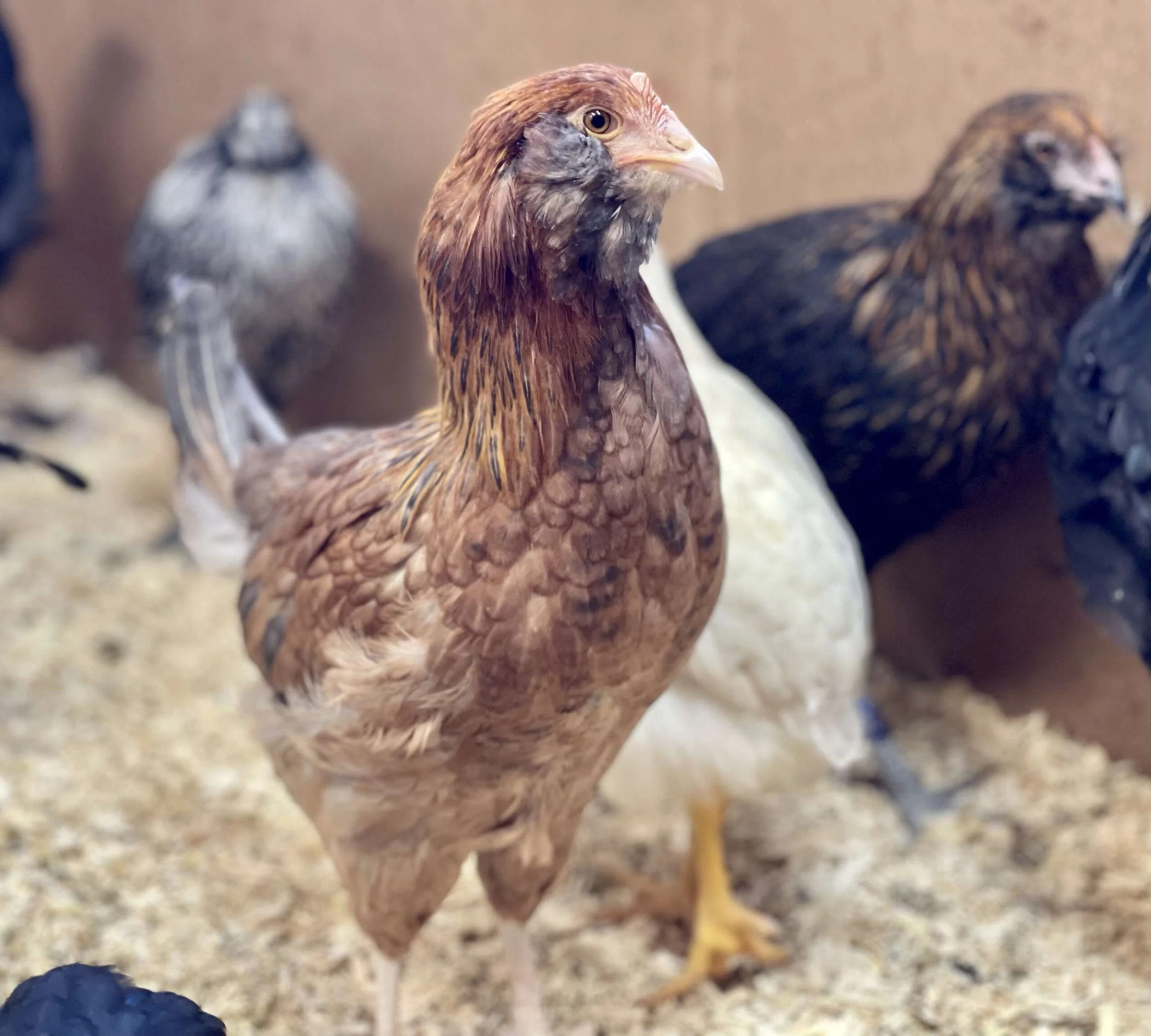Hmong Chicks | Sugar Feather Farm