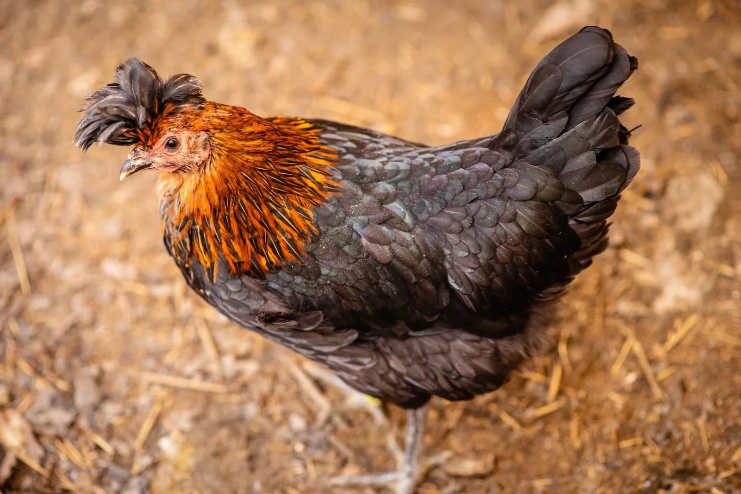 Serama Chicks for Sale | Mini Bantams & Teacup Chickens | Sugar Feather ...